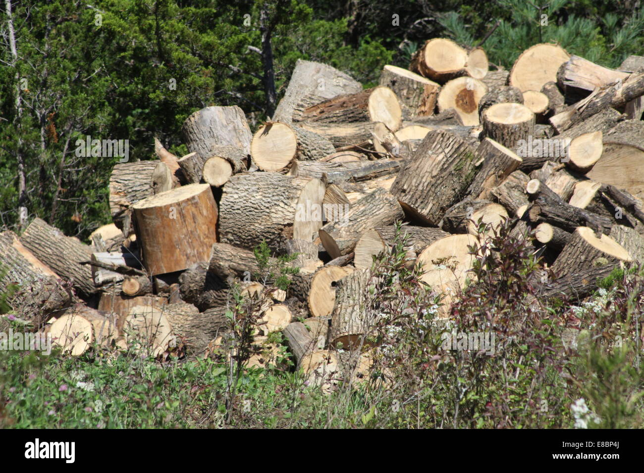 Freshly cut tree into short log lengths ready for drying and then ...