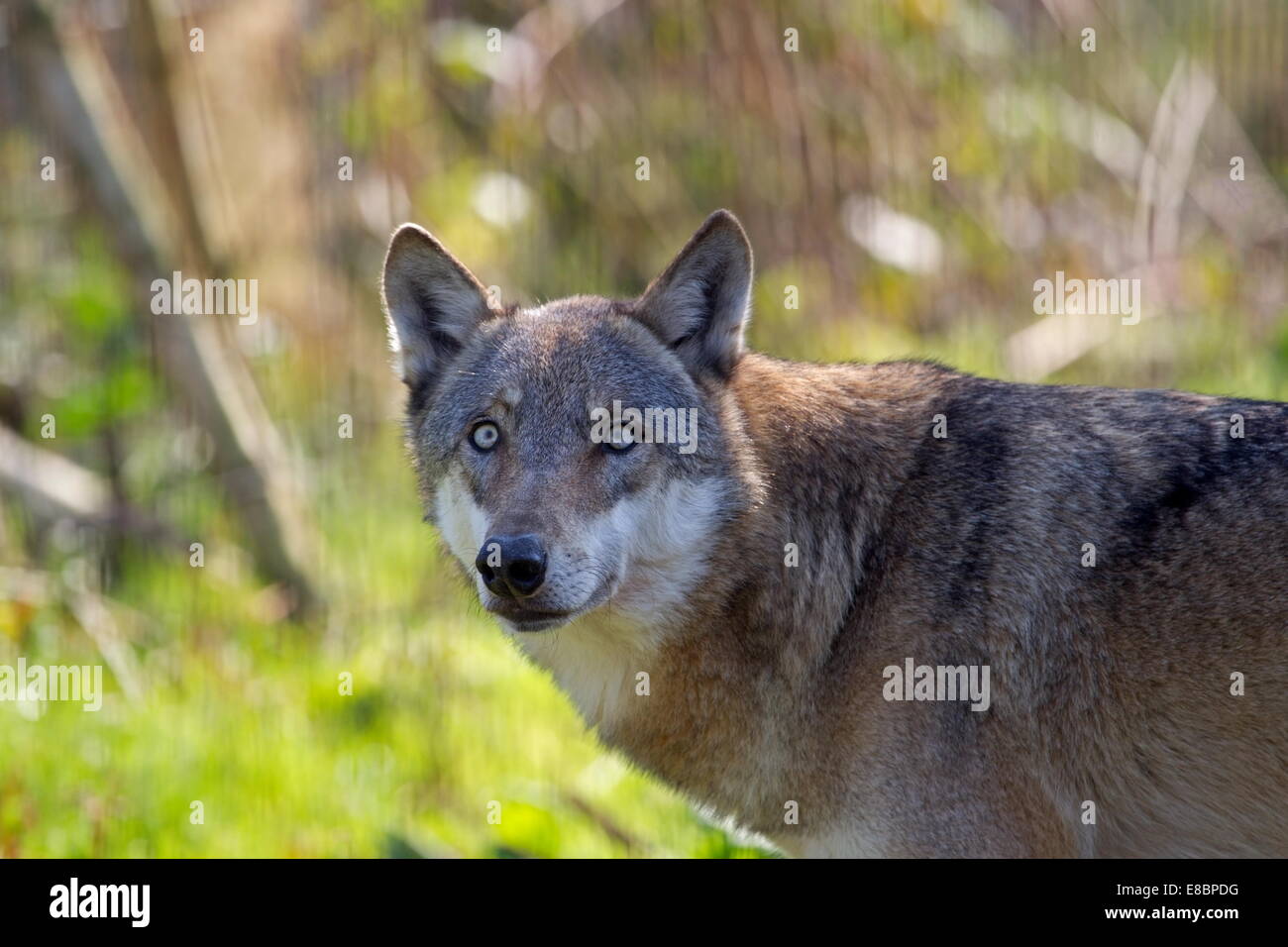 Portert of a wolf, Germany Stock Photo - Alamy