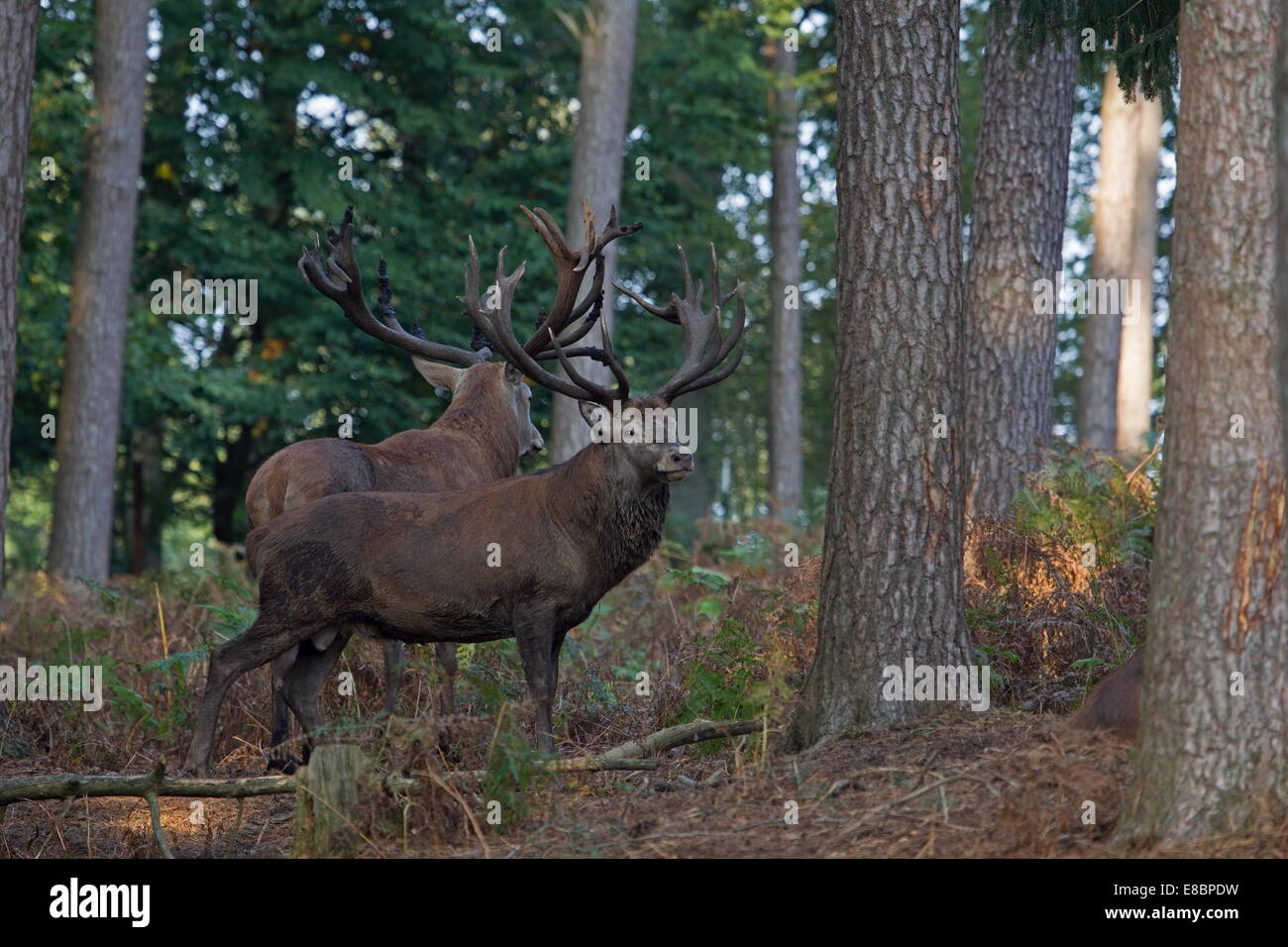 Portrait of two red deer during rut, Germany Stock Photo - Alamy