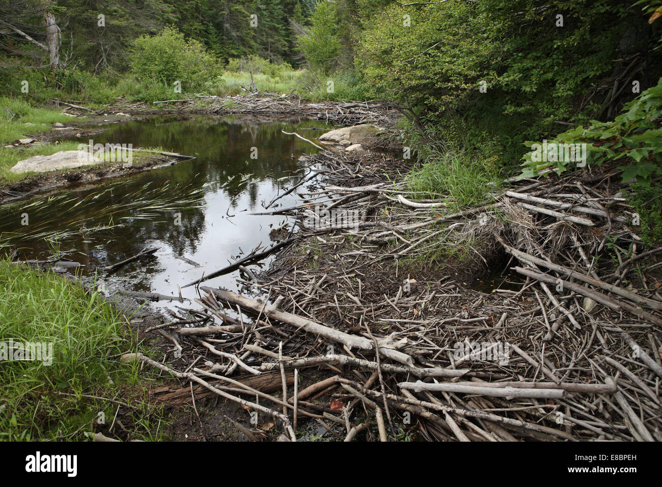 Beaver dam mountains wilderness hi-res stock photography and images - Alamy