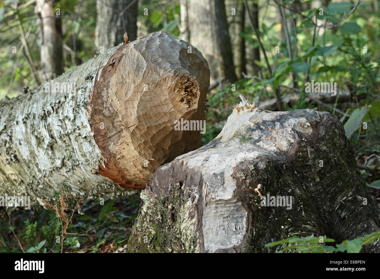 Beaver cut down birch tree hi-res stock photography and images - Alamy