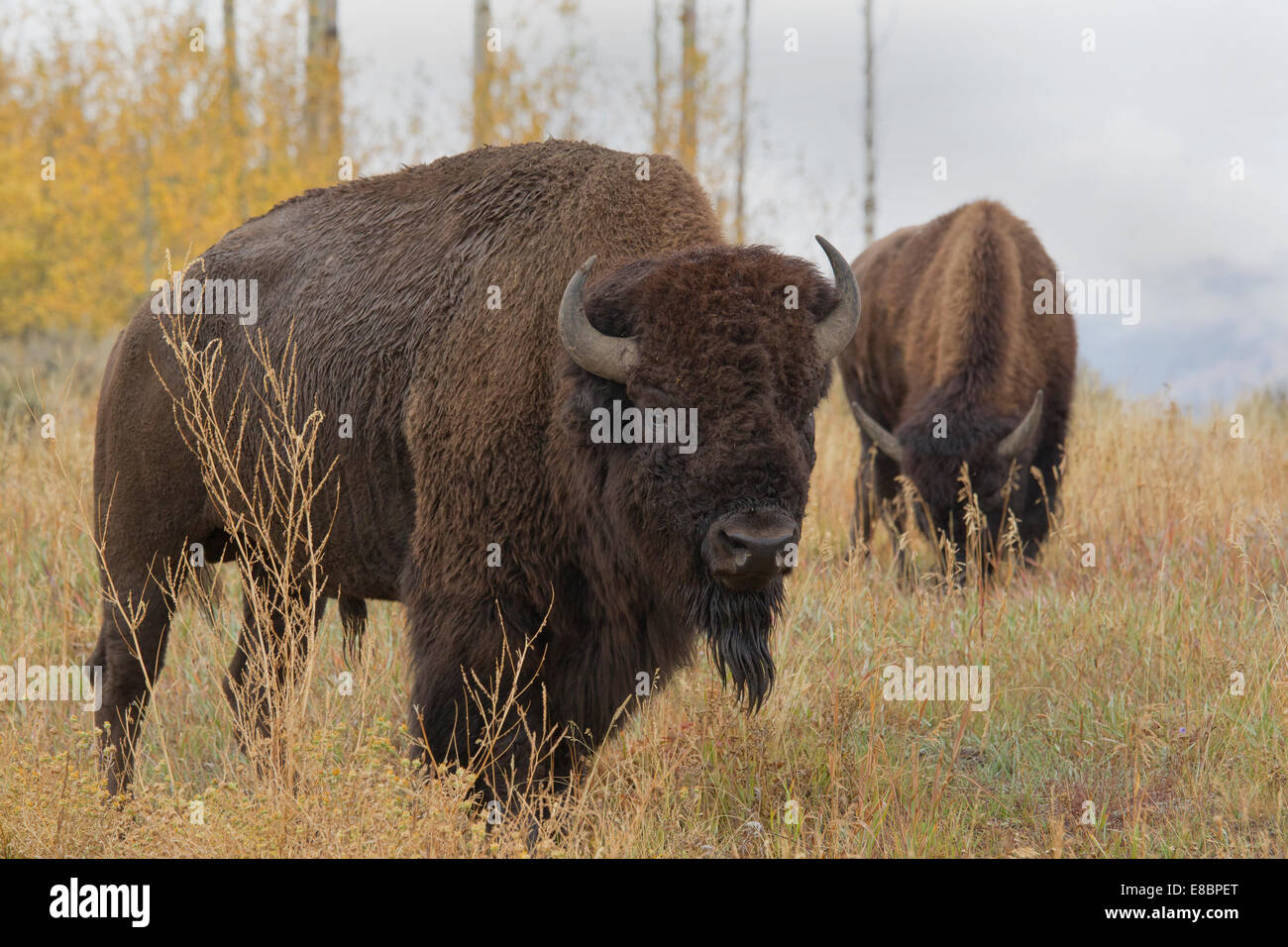 American bison bison bison fur hi-res stock photography and images - Alamy