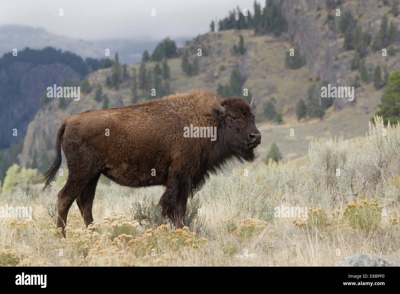 Young American Bison (Bison bison), Yellowstone National Park Stock ...