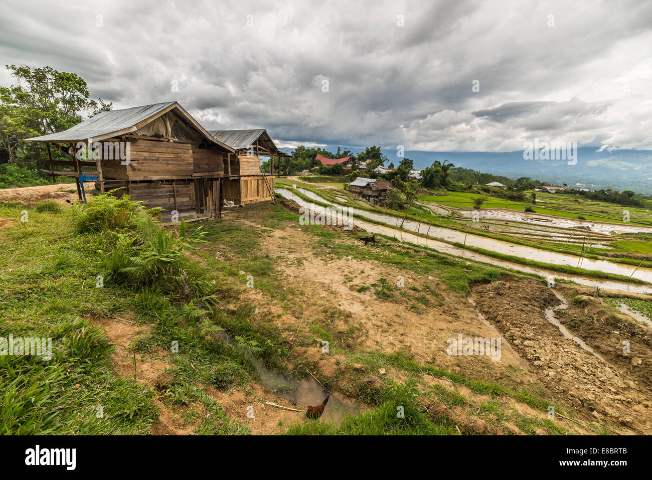 Traditional village with boat shaped roofs in the remote Mamasa Valley ...