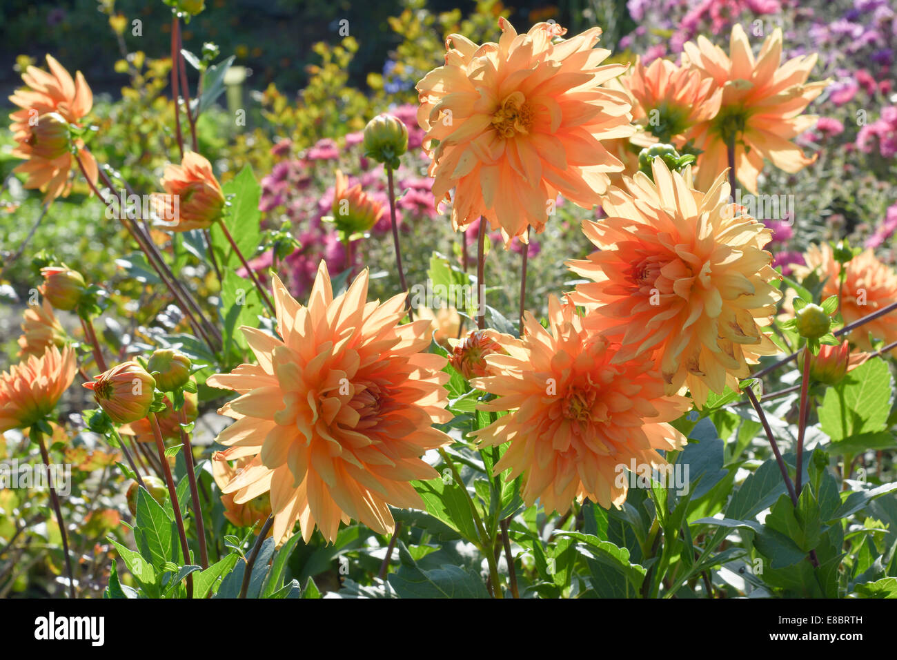 Chrysanthemums flowers mums plants hi-res stock photography and images ...