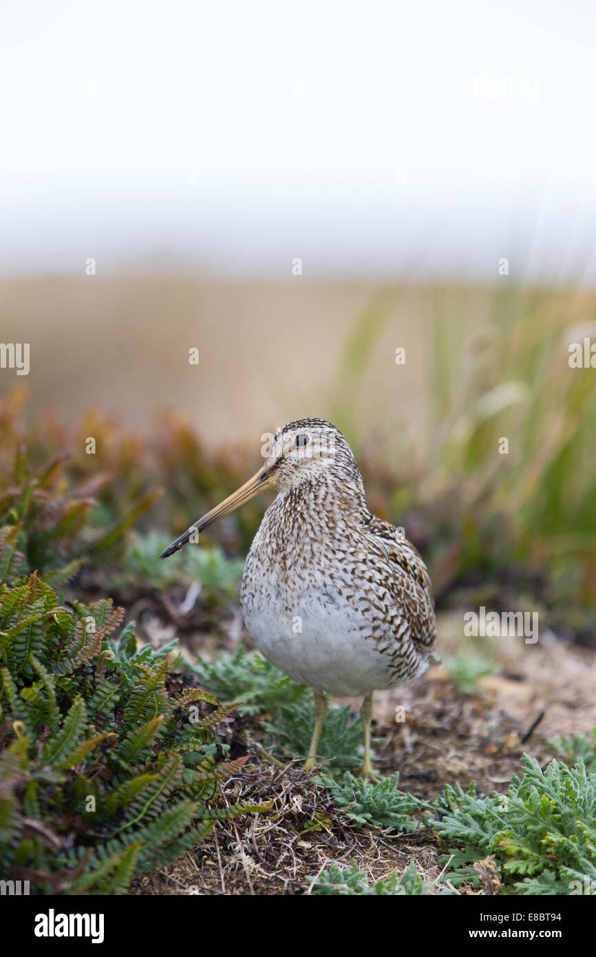Falklands snipe hi-res stock photography and images - Alamy
