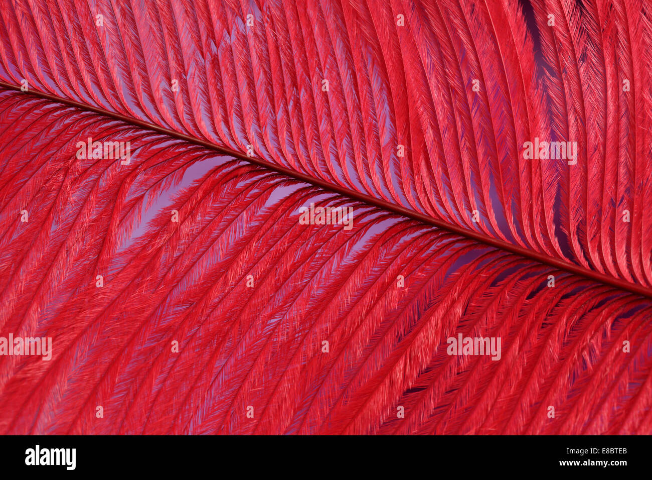 Colorful ostrich feathers macro Stock Photo - Alamy