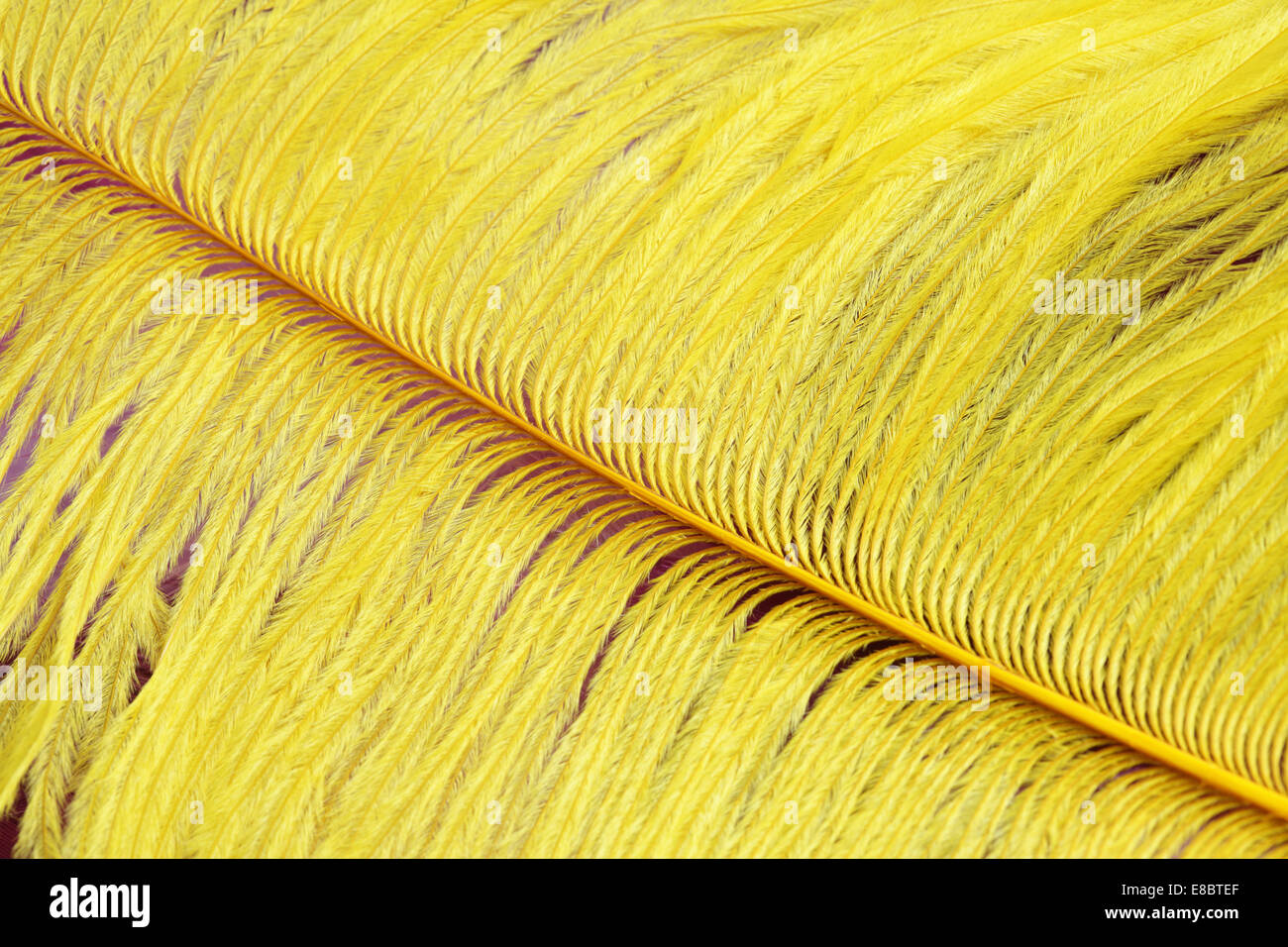 Ostrich feather light hi-res stock photography and images - Alamy