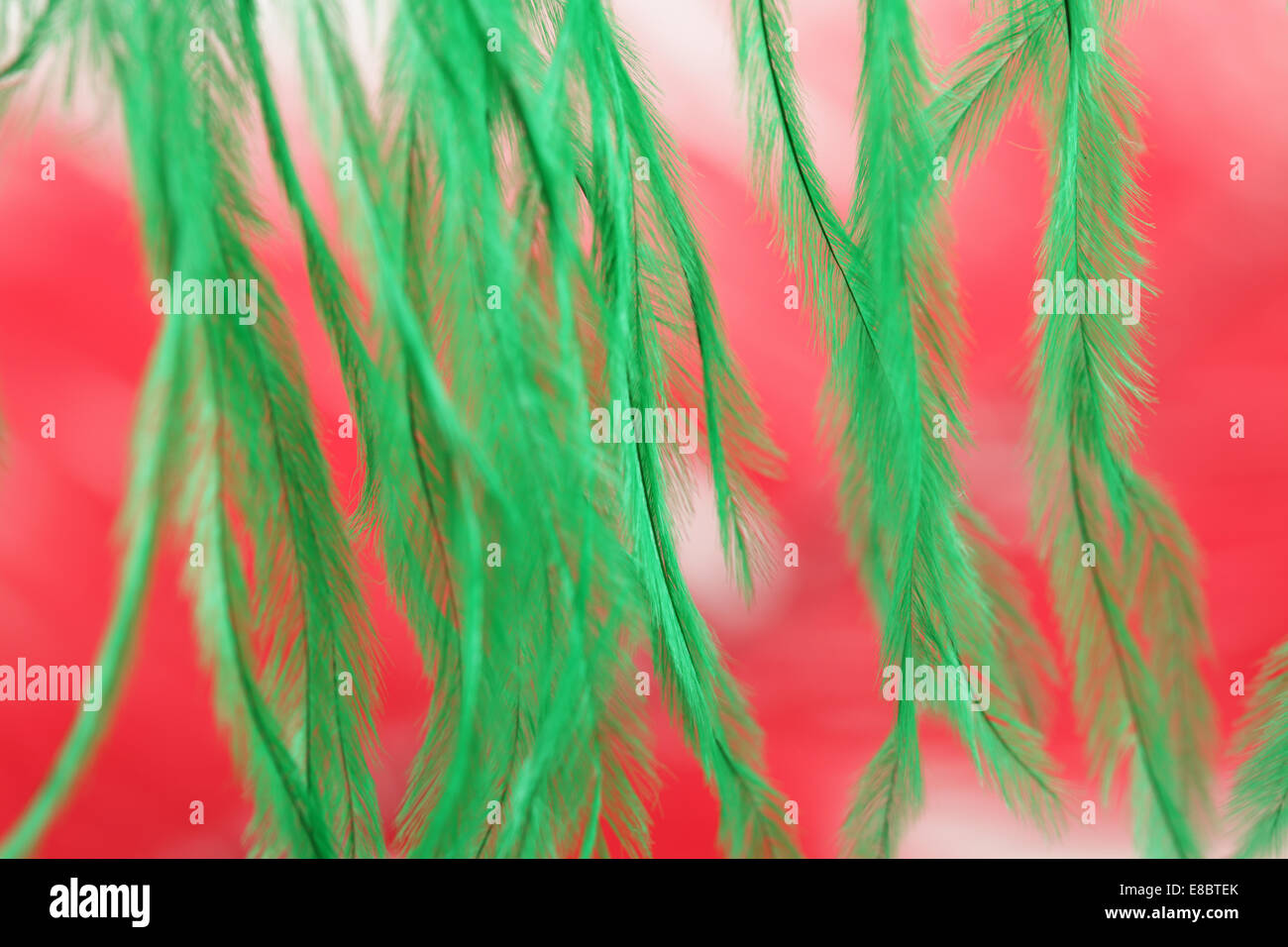 Colorful ostrich feathers macro Stock Photo - Alamy