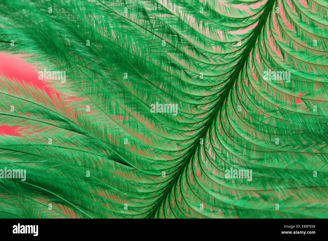 Ostrich feather light hi-res stock photography and images - Alamy