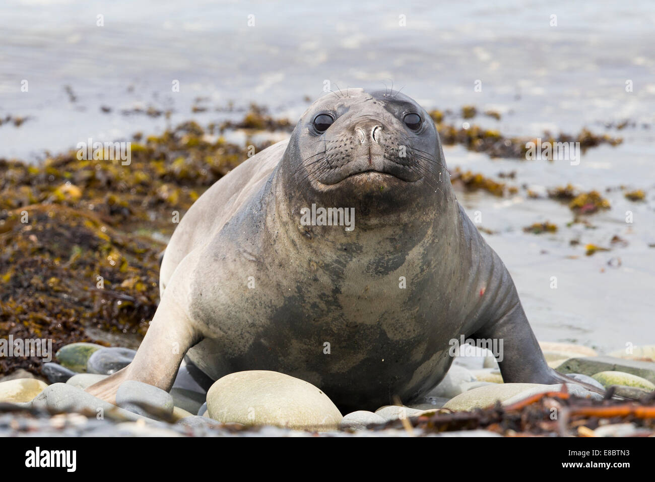Sea elephant hi-res stock photography and images - Alamy