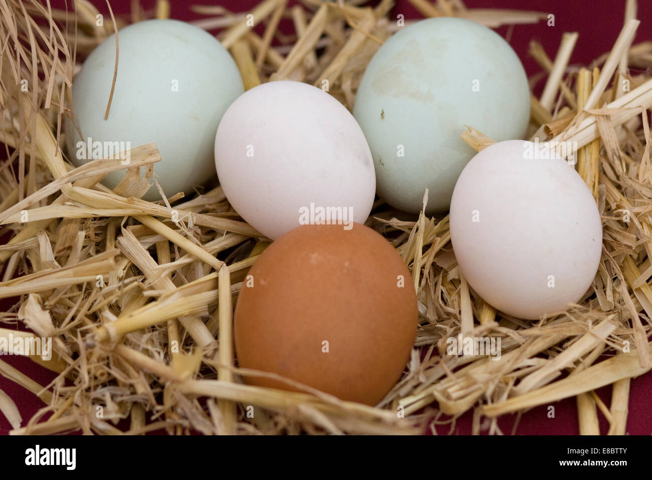 Straw bed hi-res stock photography and images - Alamy