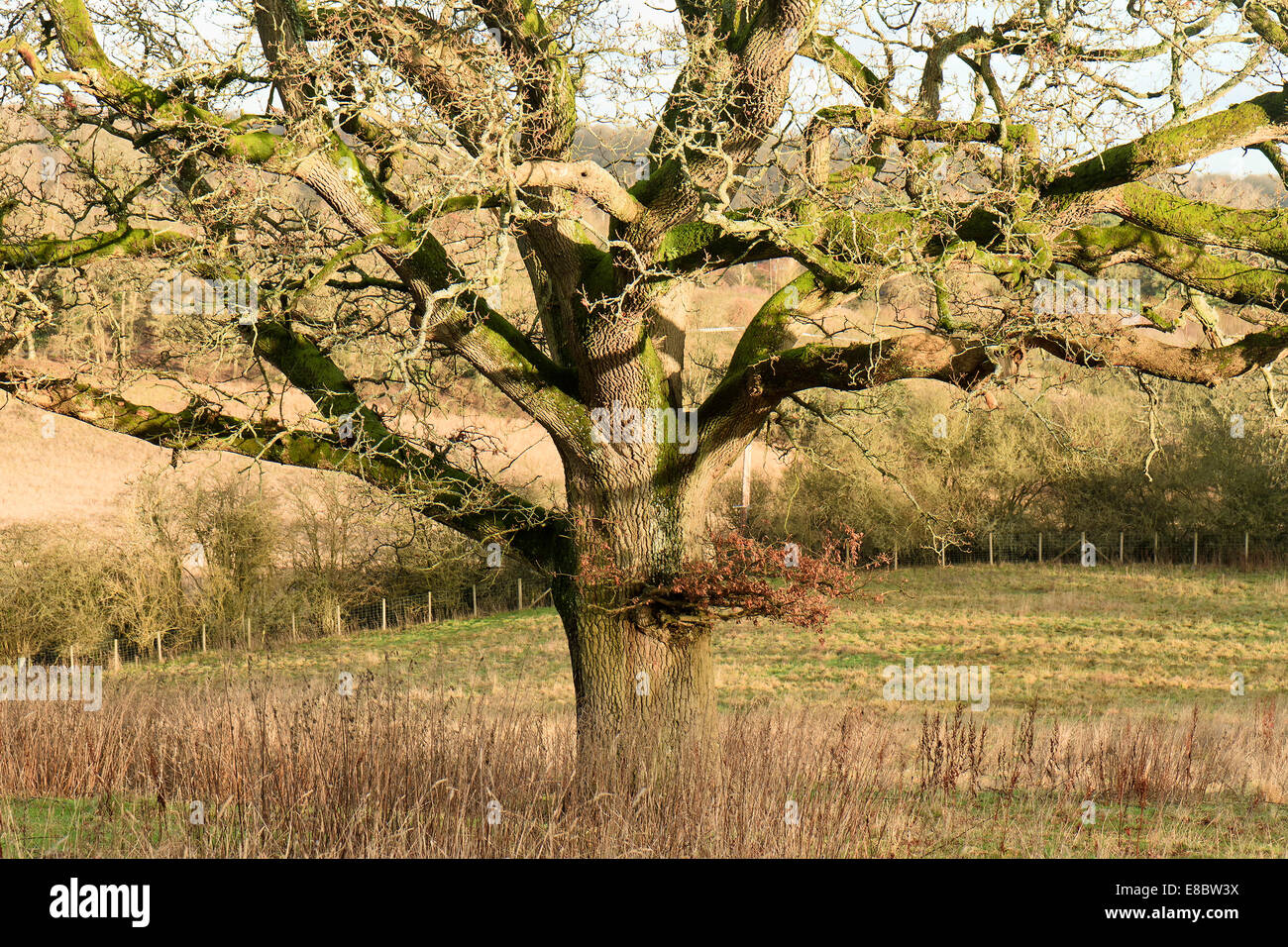 English oak tree in winter hi-res stock photography and images - Alamy