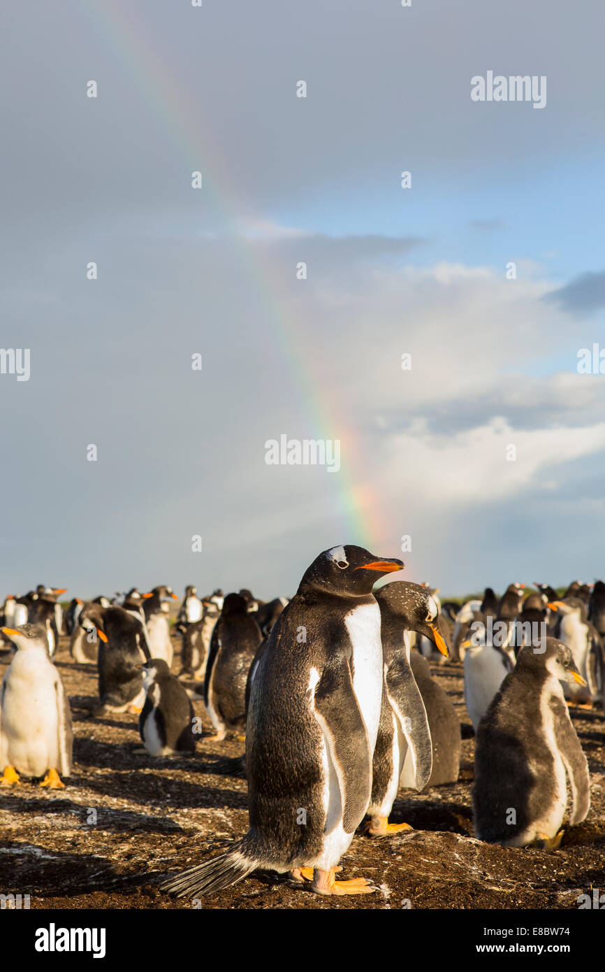 Penguin Rainbow High Resolution Stock Photography and Images - Alamy