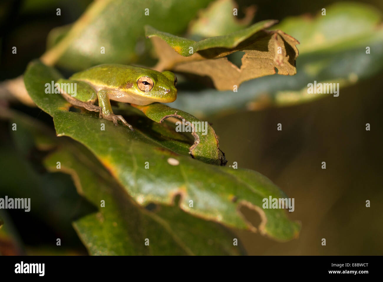 Baby green tree frog - Hyla cinerea Stock Photo - Alamy