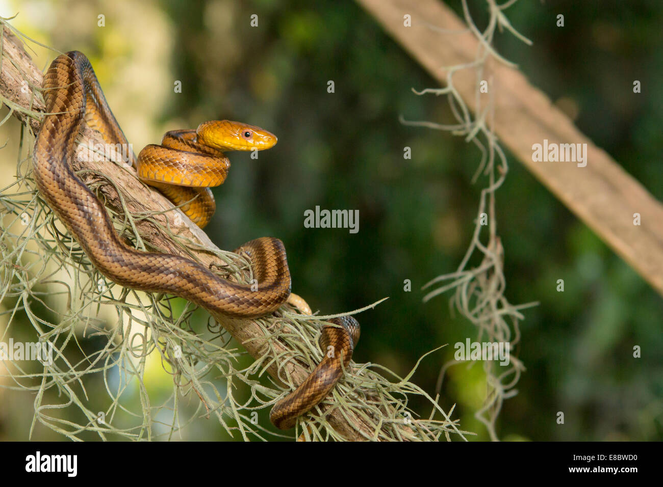 Yellow rat snake with spanish moss palm tree - Pantherophis ...