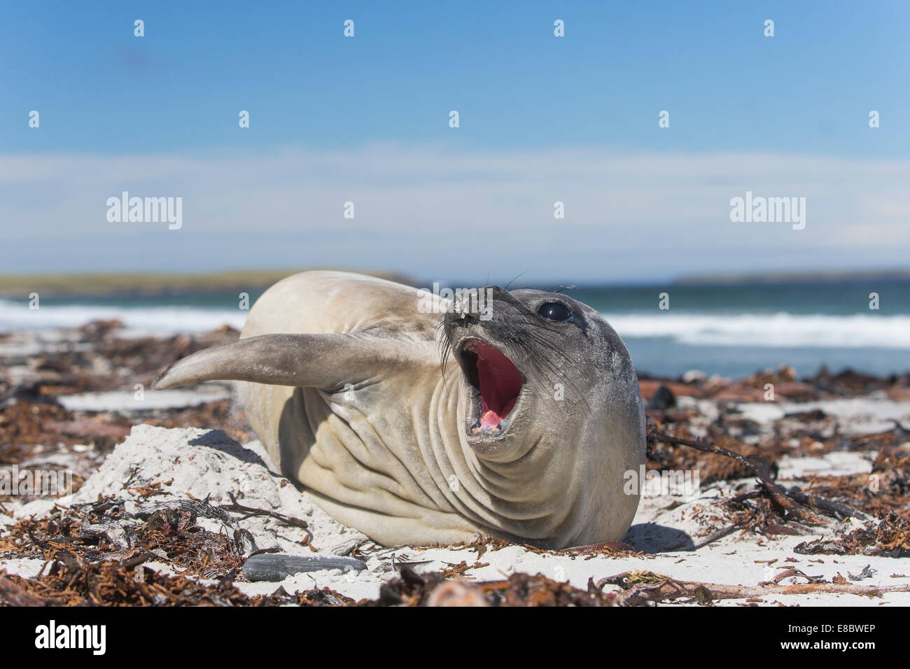 Island Of The Blue Dolphins Sea Elephants