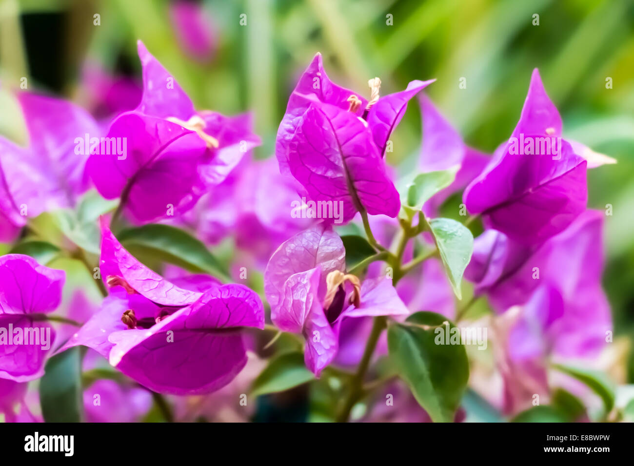 Bougainvillea hedge hi-res stock photography and images - Alamy