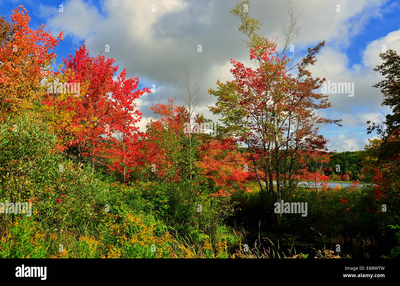 A brilliant display of Autumnal foliage with dazzling red-leafed Maple ...