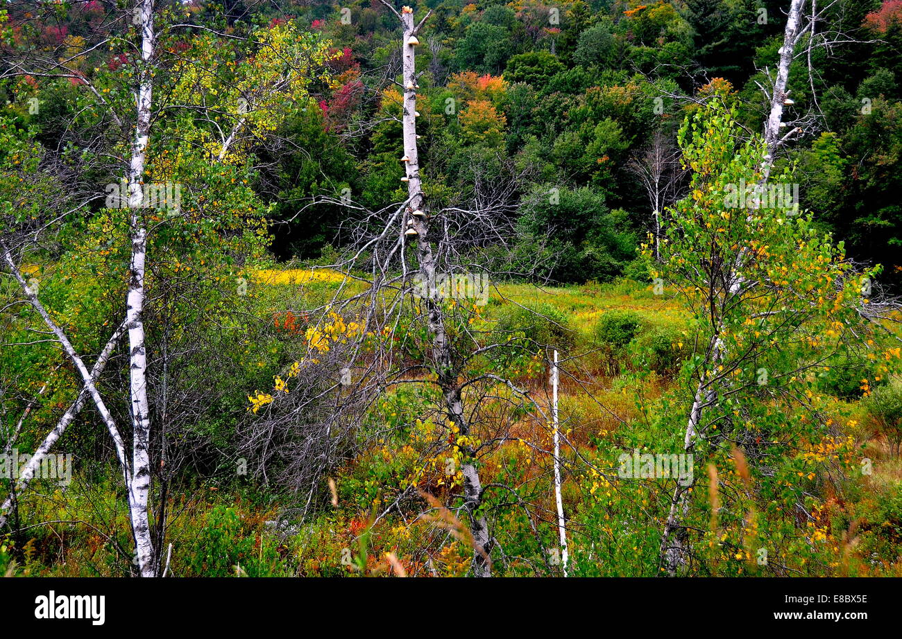 Birch trees, some with fungus growths, and trees showing Autumnal ...