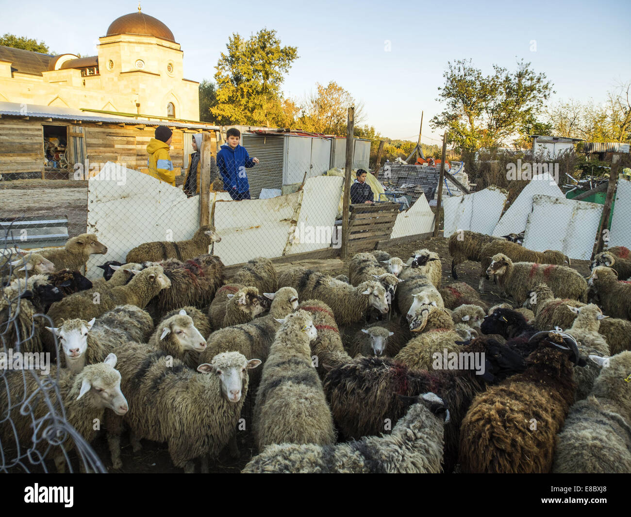 Sacrificial sheep hi-res stock photography and images - Alamy