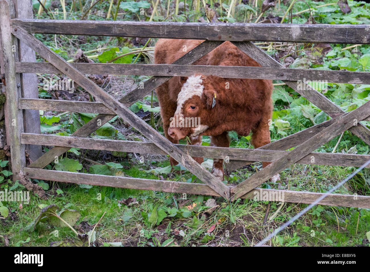 A young cow or a calf with its head through a broken gate in a field ...