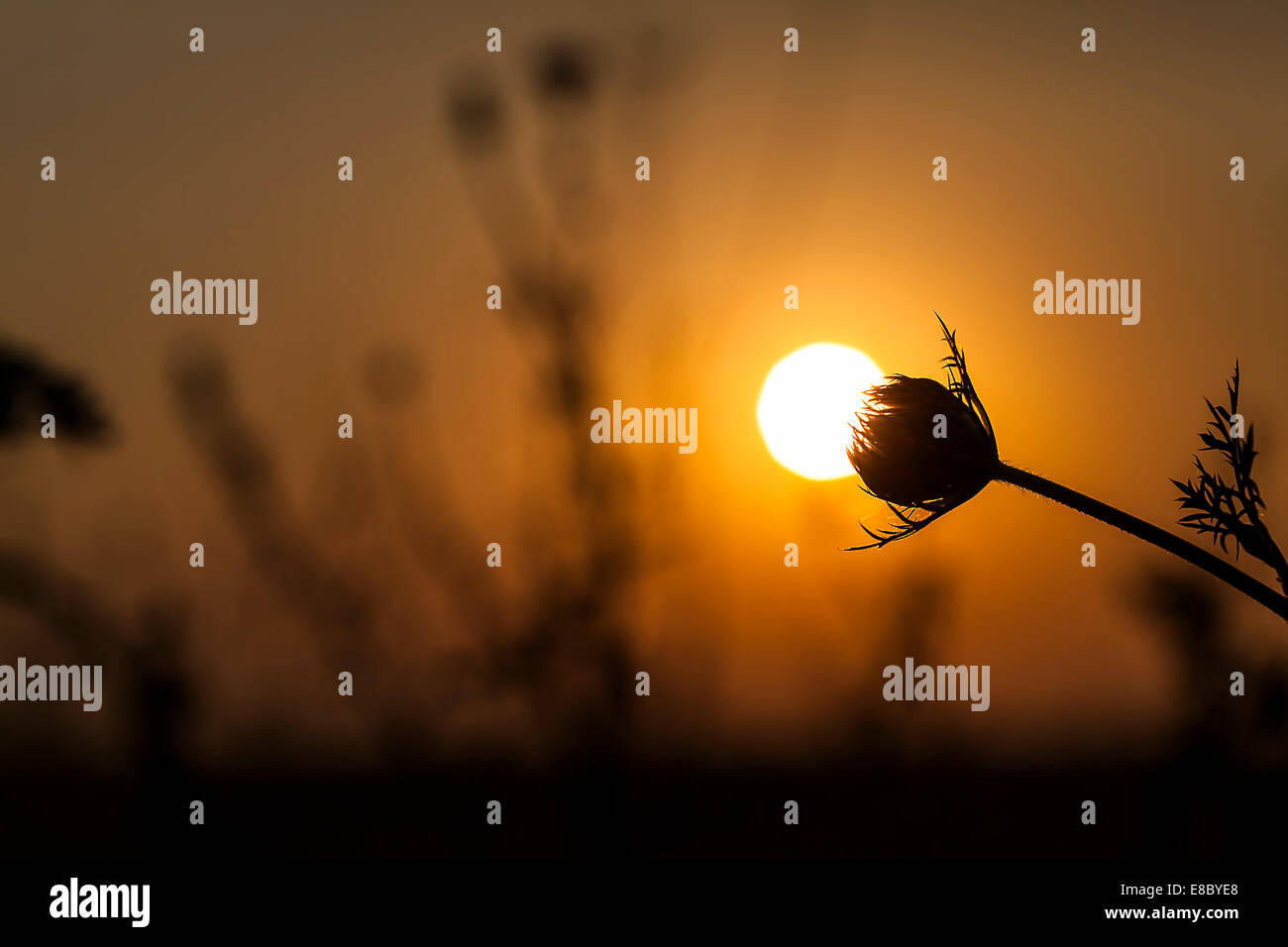 Dramatic desert night scene hi-res stock photography and images - Alamy