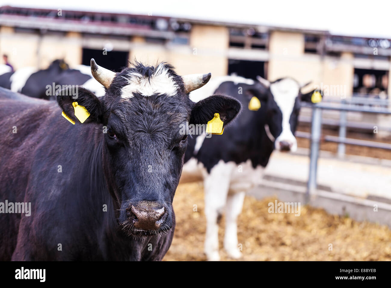 Cow in the farm Stock Photo - Alamy