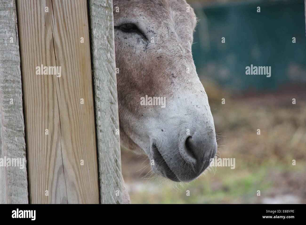 Donkey peeking out from around a fence post Stock Photo - Alamy