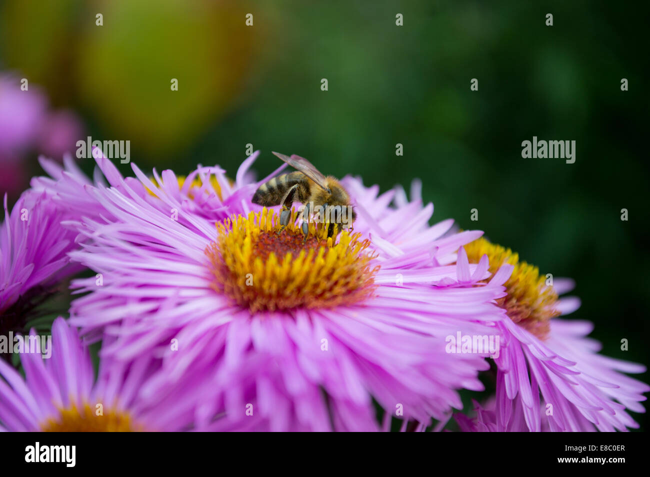 Flower and bee Stock Photo - Alamy