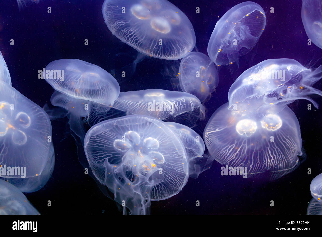 Amazing jelly fish Stock Photo - Alamy