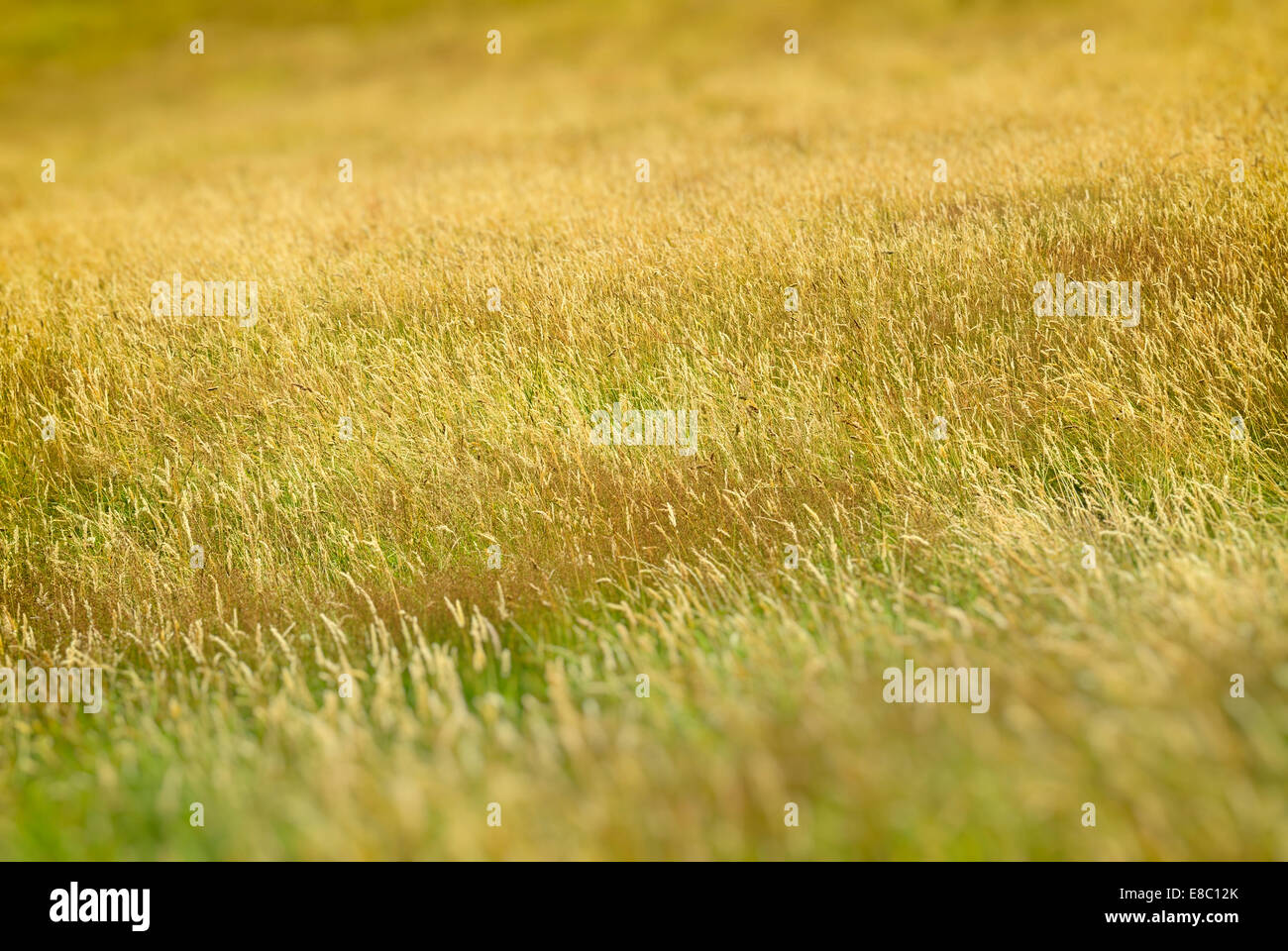 Long grass background hi-res stock photography and images - Alamy