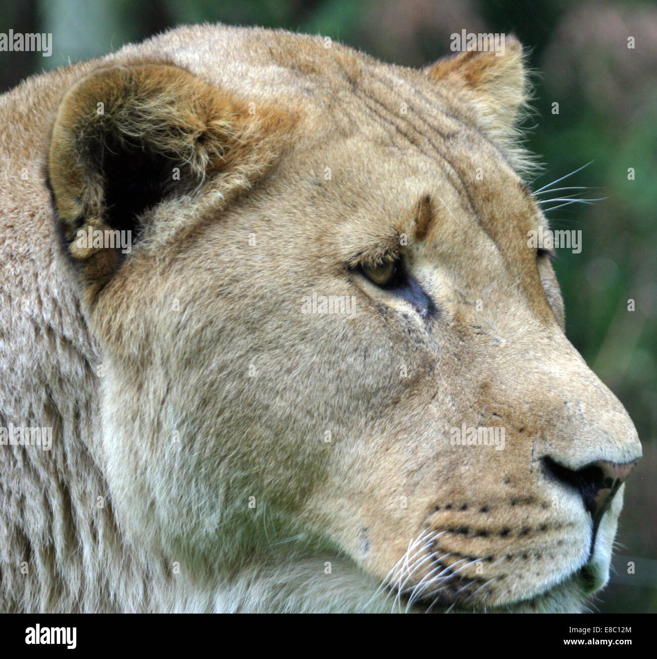 Female lion portrait Stock Photo - Alamy