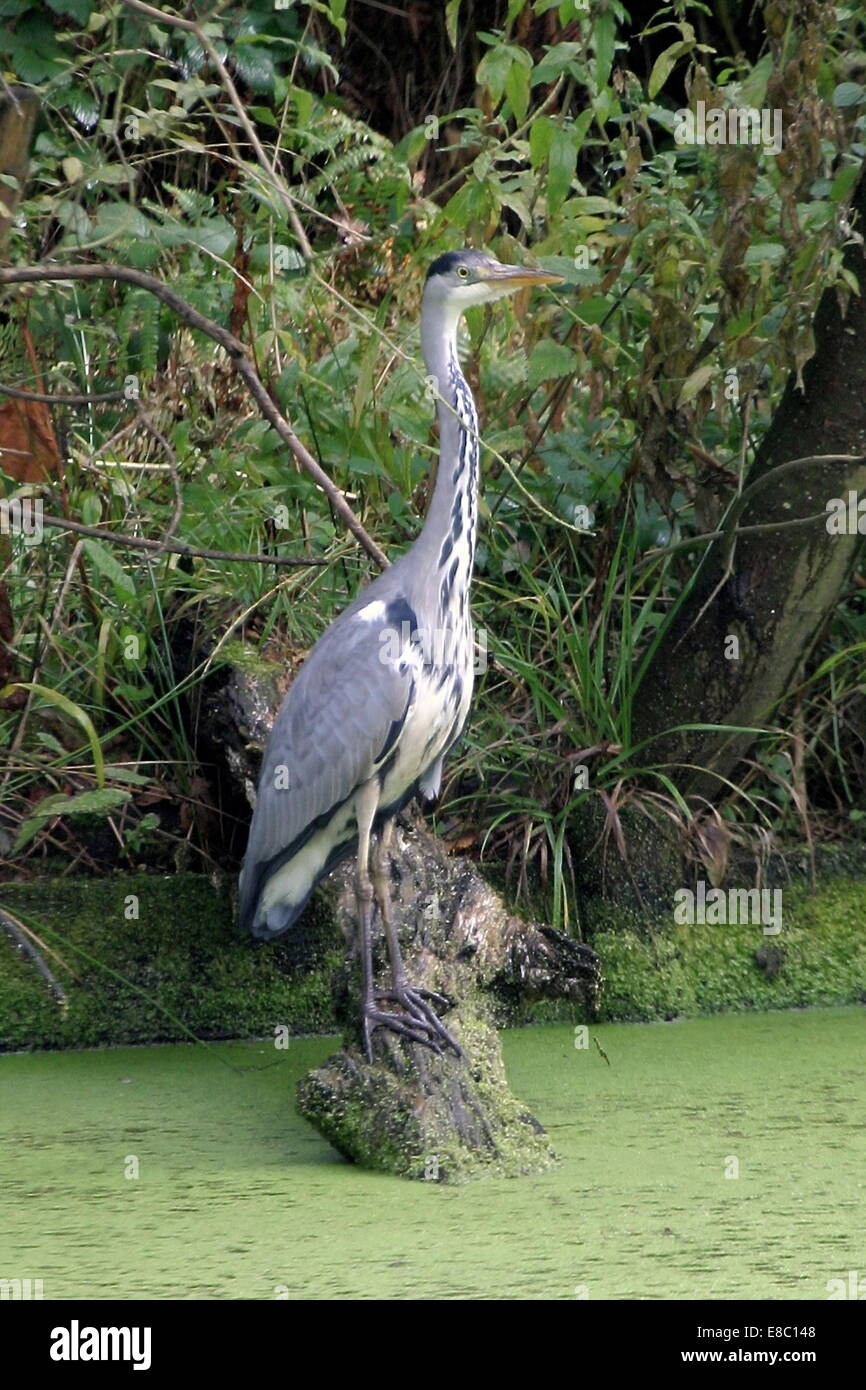 Standing fishing on log pond patient hi-res stock photography and ...