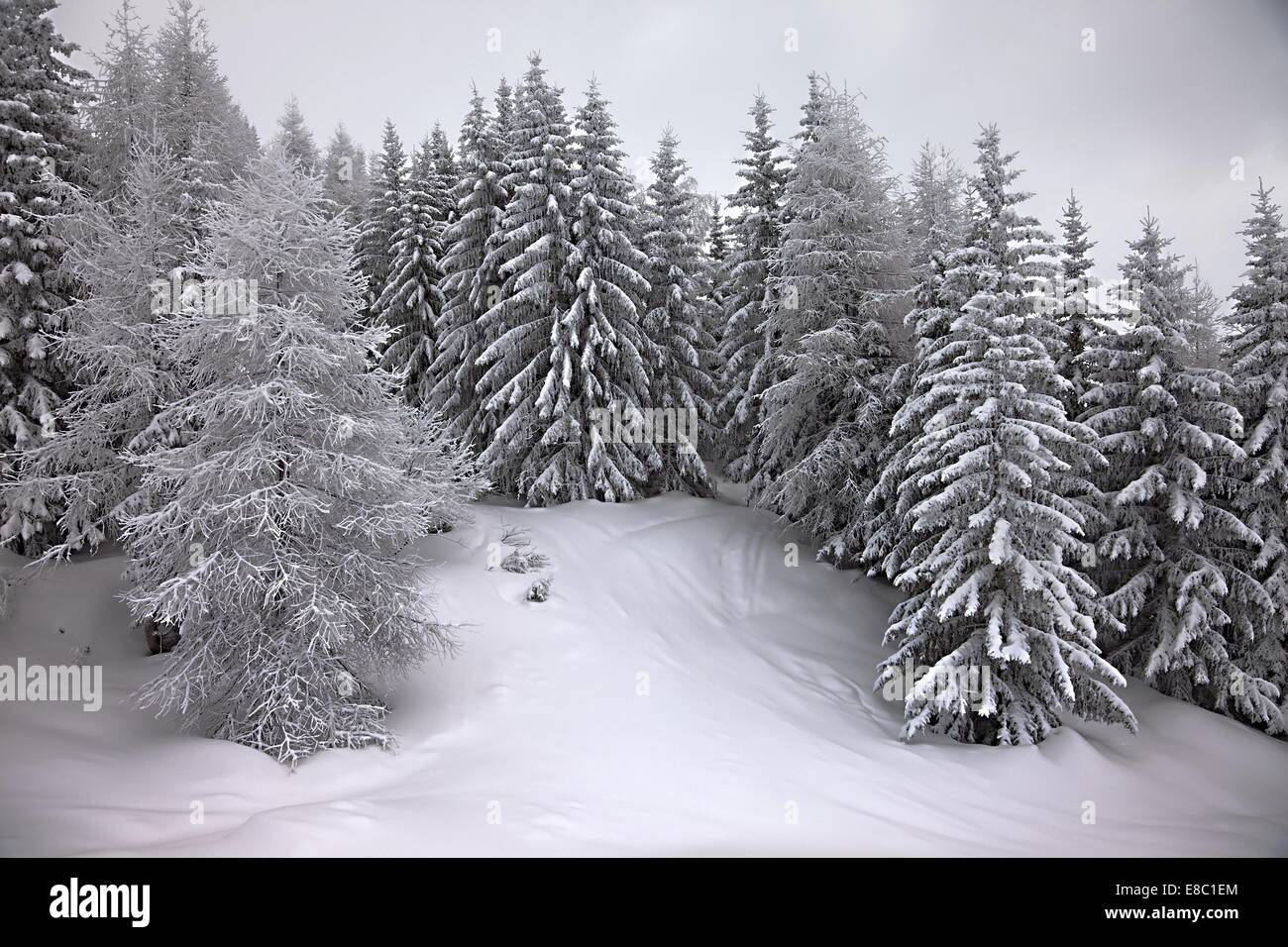 Pine trees snow slope hi-res stock photography and images - Alamy