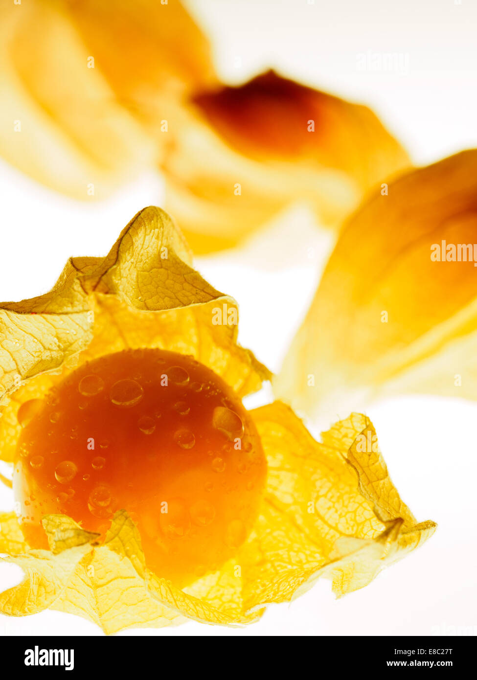 Four physalis with water droplets on white background Stock Photo - Alamy