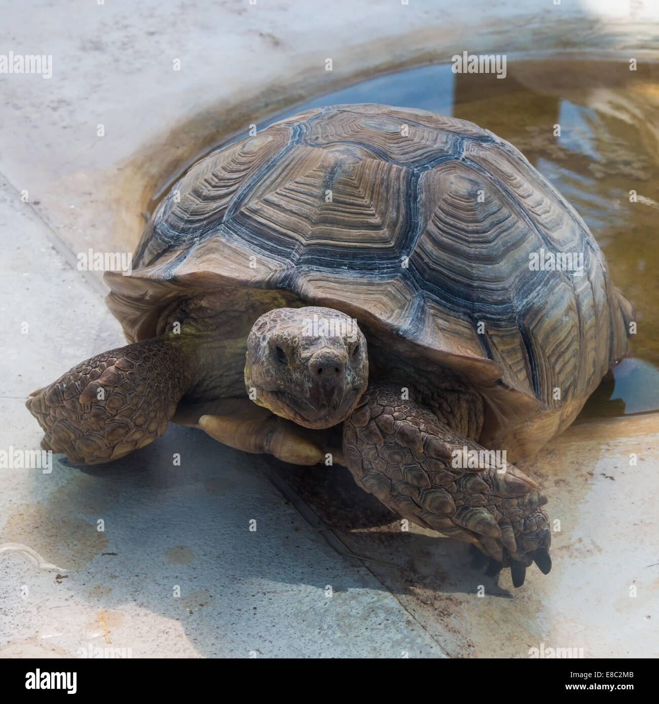 Primal animal hi-res stock photography and images - Alamy