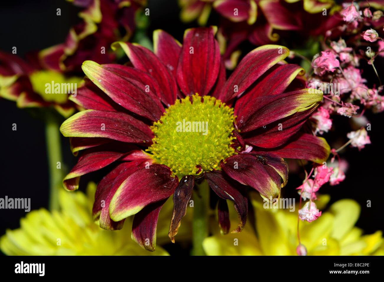 Red and yellow flower hi-res stock photography and images - Alamy
