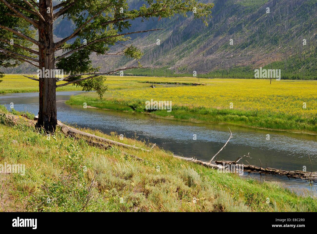 Gallatin river montana hi-res stock photography and images - Alamy