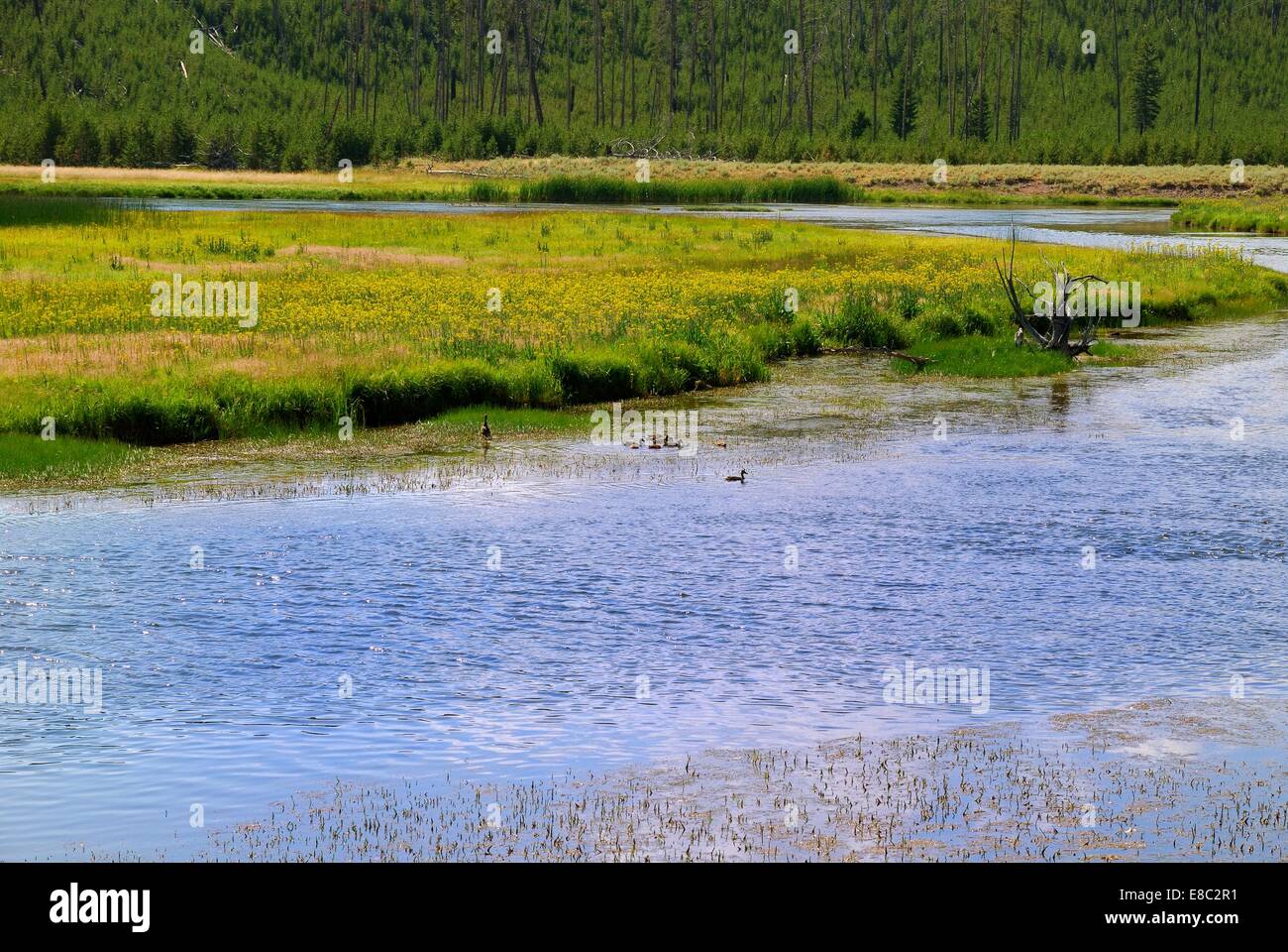 Views along the Gallatin river on the northwest side on Yellowstone ...