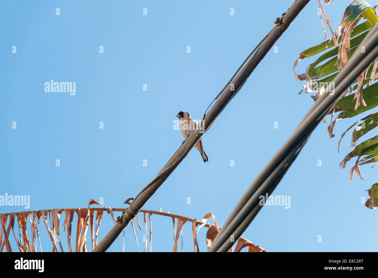 Lizard Eating Worm High Resolution Stock Photography and Images - Alamy