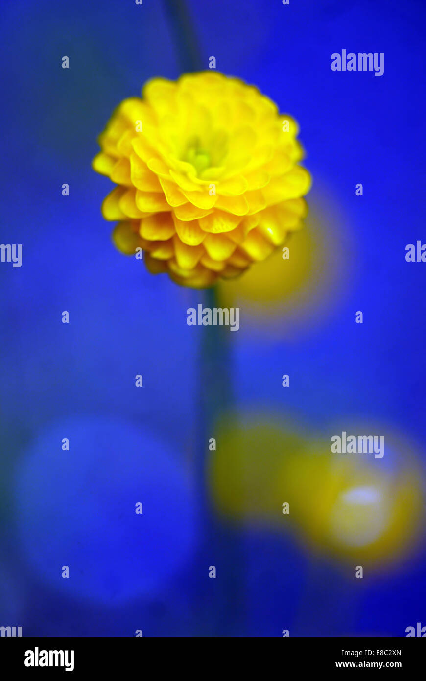 Ranunculus acris / meadow buttercup - Poisonous plant Stock Photo - Alamy