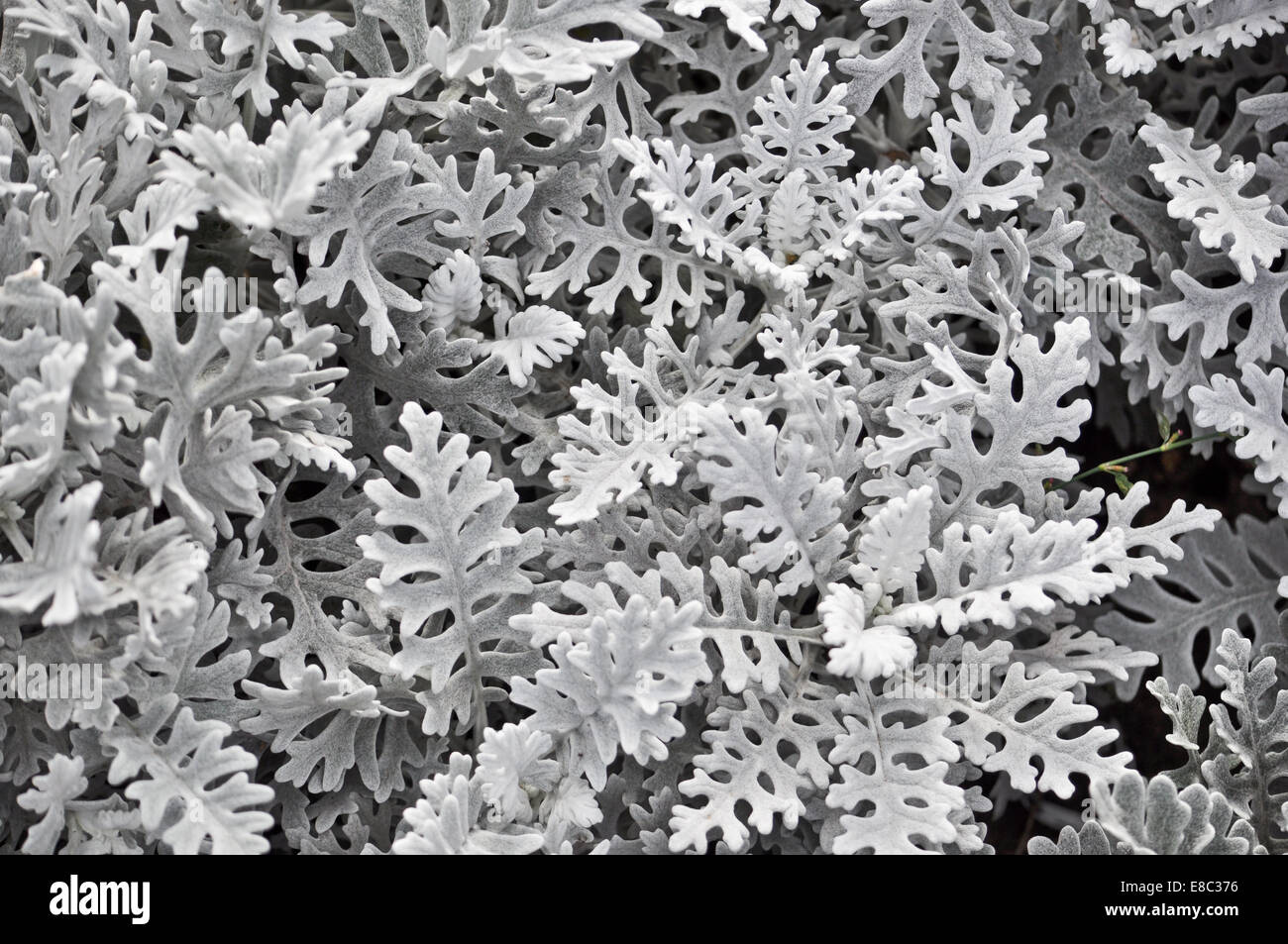 Abstract background of leaves. Colorless pattern from vegetable raw ...