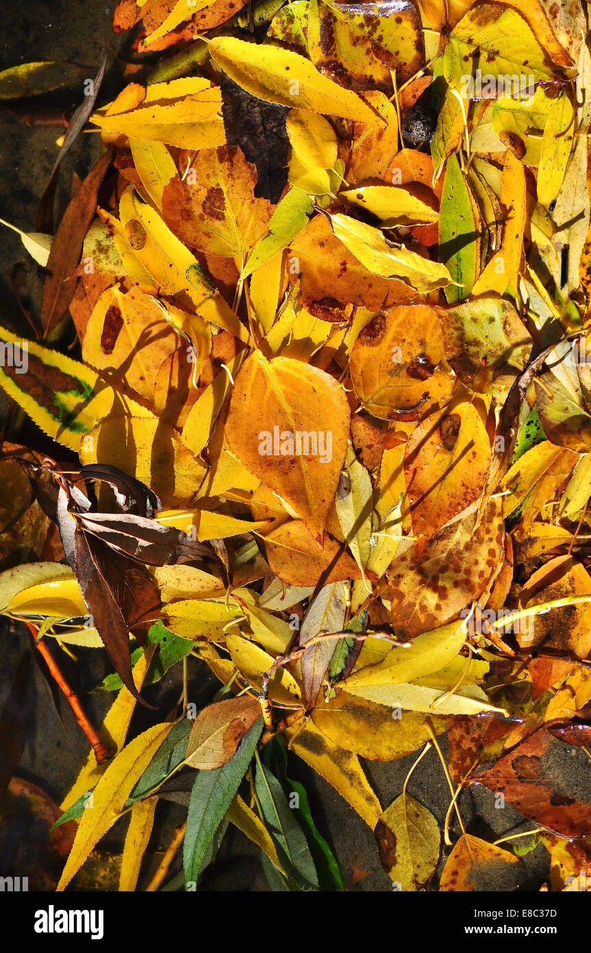 Colorless leaves hi-res stock photography and images - Alamy