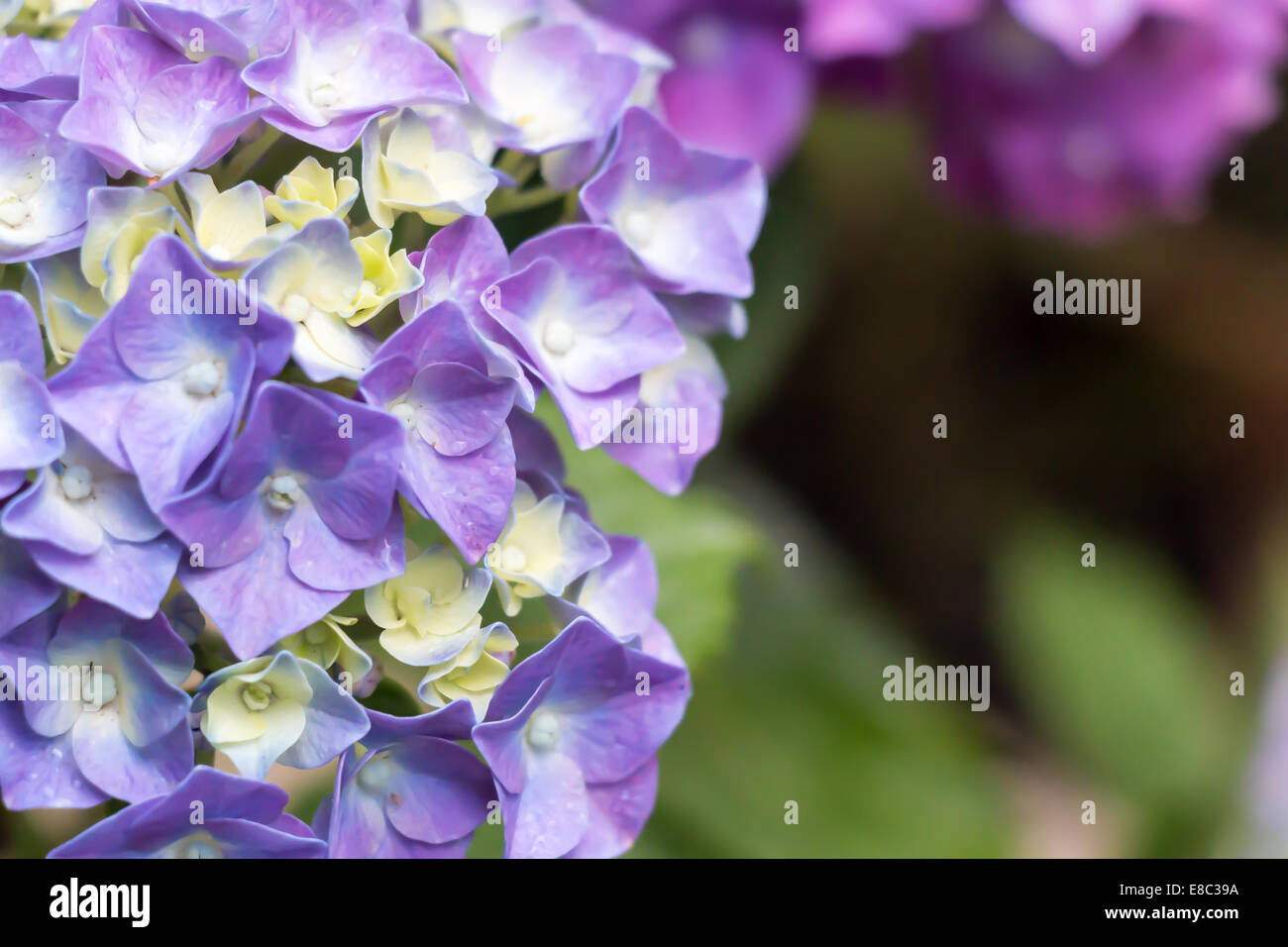 Violet flower illustration hi-res stock photography and images - Alamy
