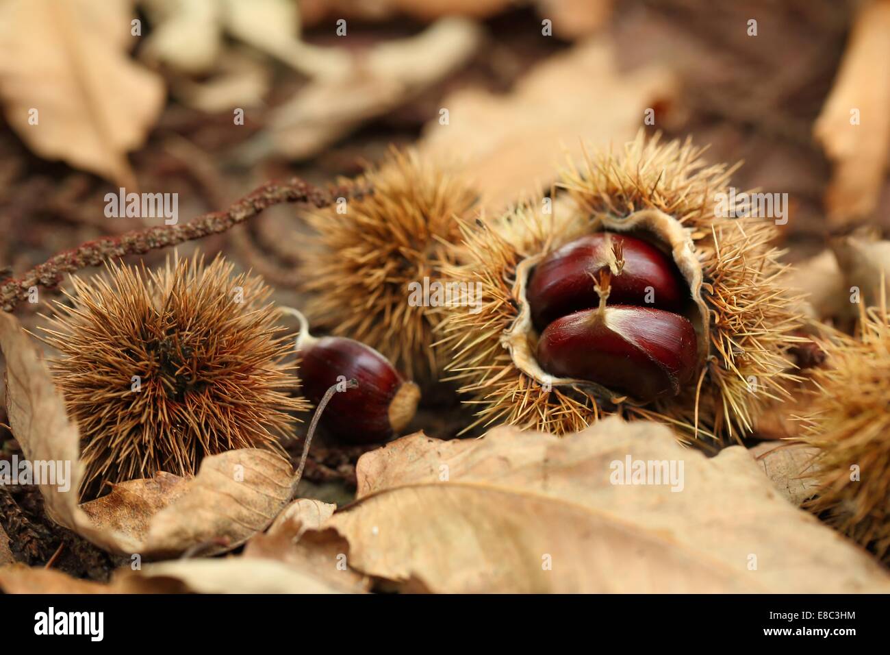 Chest nuts hi-res stock photography and images - Alamy