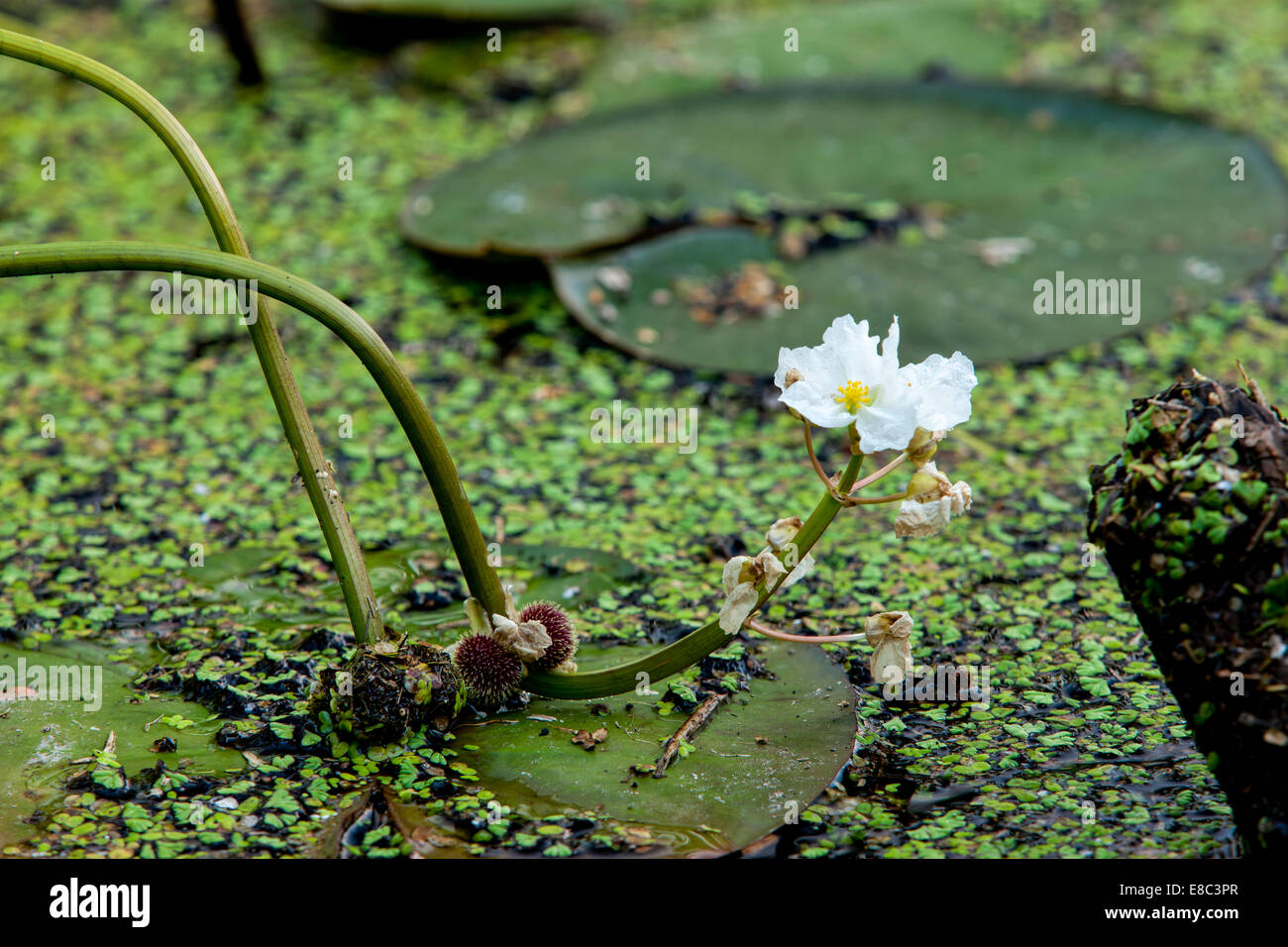 White flower in the marsh Stock Photo - Alamy