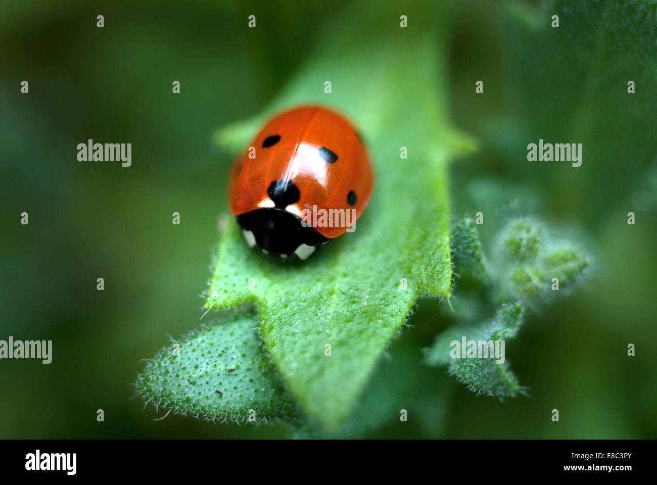 Six spot ladybird hi-res stock photography and images - Alamy