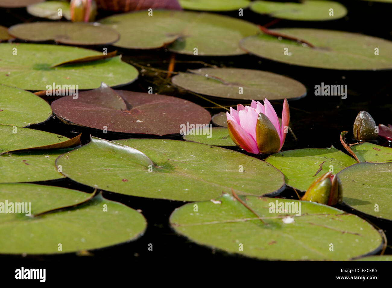 Close up of water lily Stock Photo - Alamy