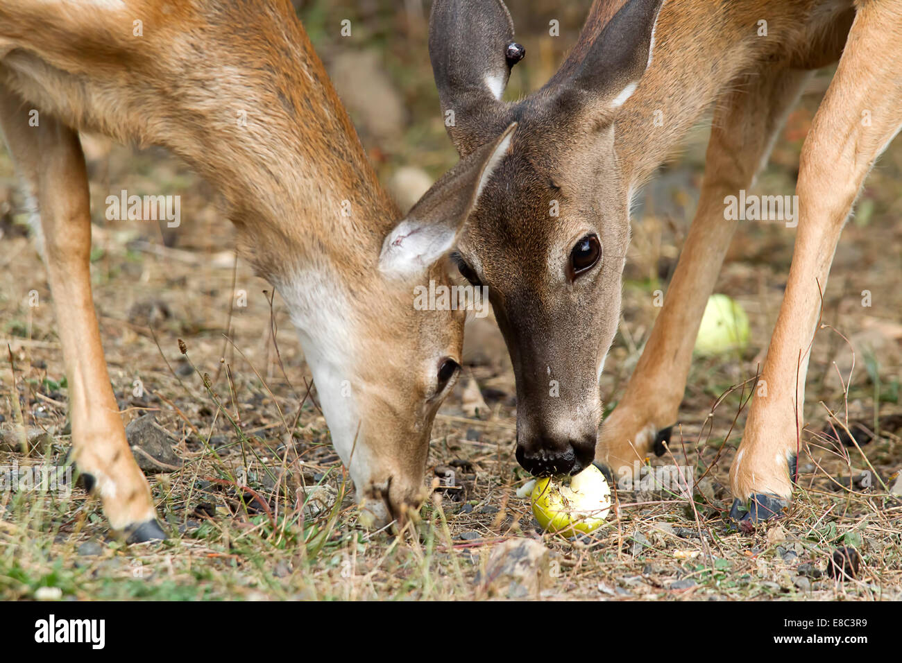 Mother an fawn eat Stock Photo - Alamy